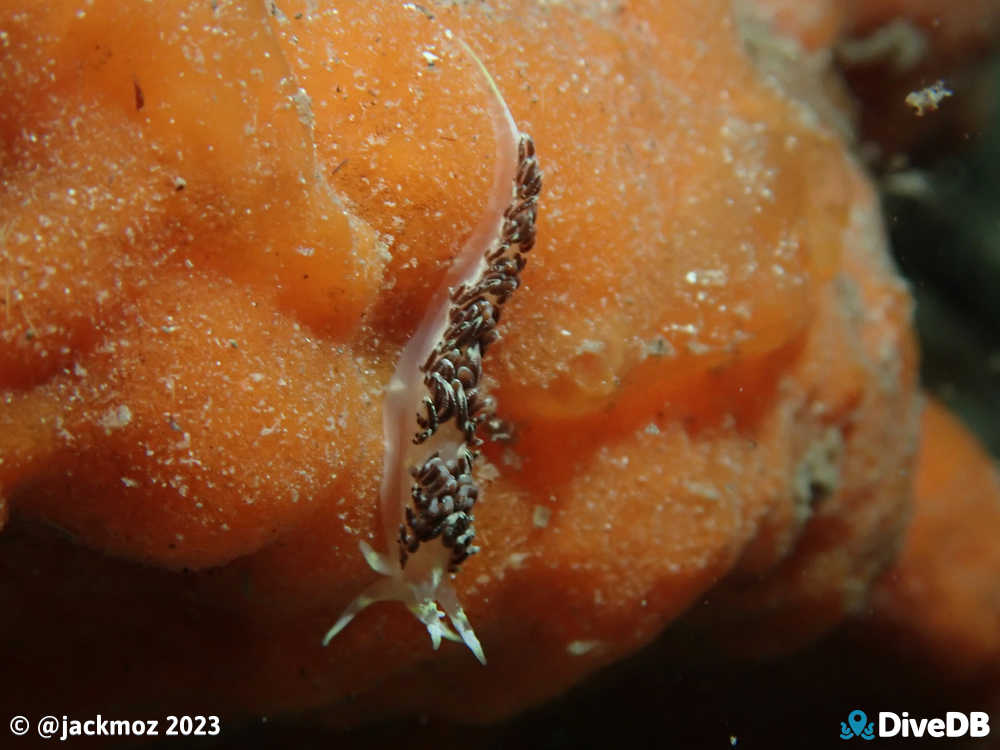 DiveDB - Edithburgh Jetty