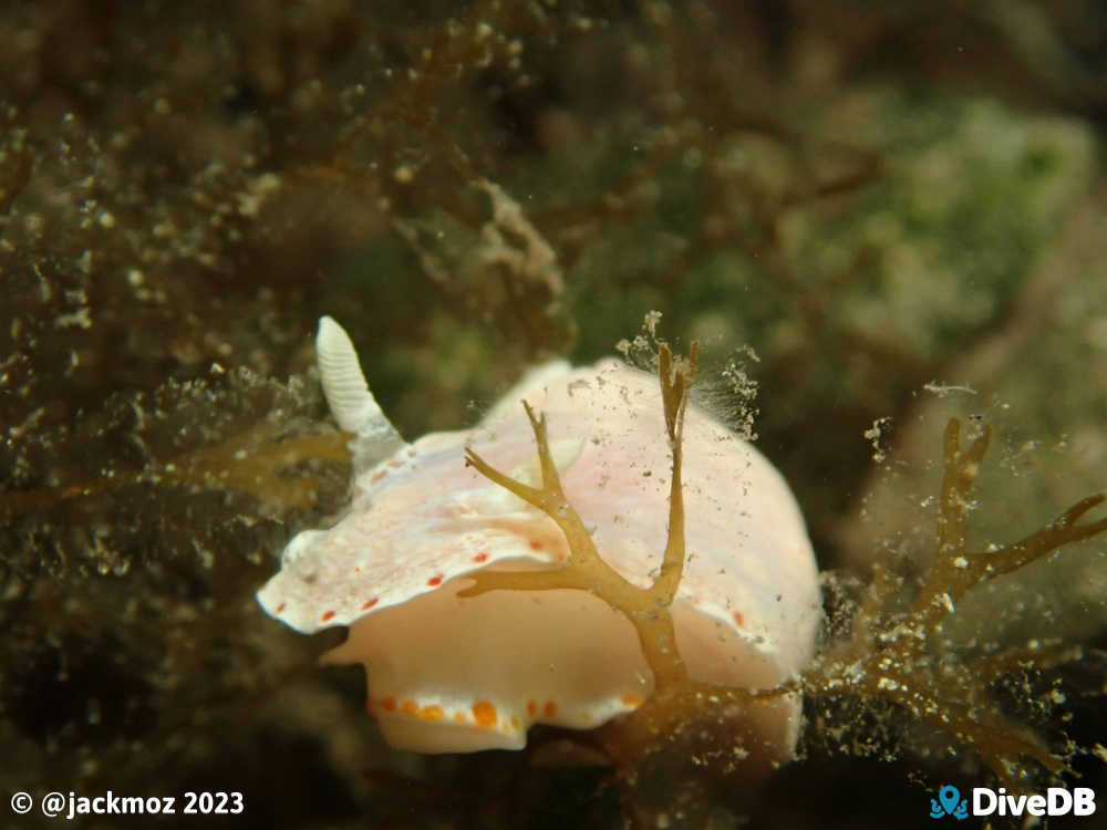 DiveDB - Edithburgh Jetty